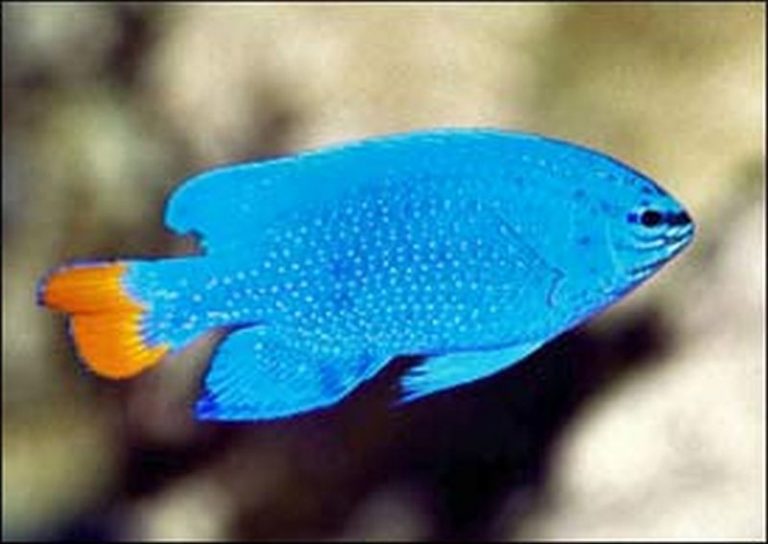 tropical fish keeping - Tropical Fish Keeping