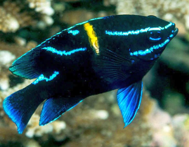 Blue Velvet Damselfish (Paraglyphidodon oxyodon)