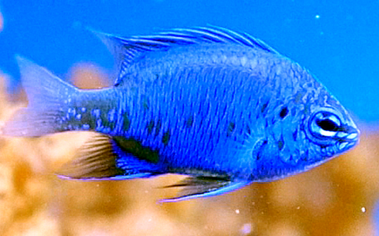 Blue Sapphire Damselfish (Chrysiptera cf. springeri) - Tropical Fish ...