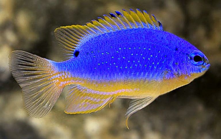 Fiji Blue Devil Damselfish (Chrysiptera taupou)