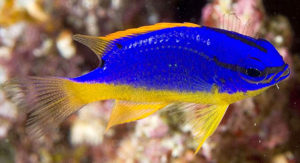 Fiji Blue Devil Damselfish (Chrysiptera taupou)