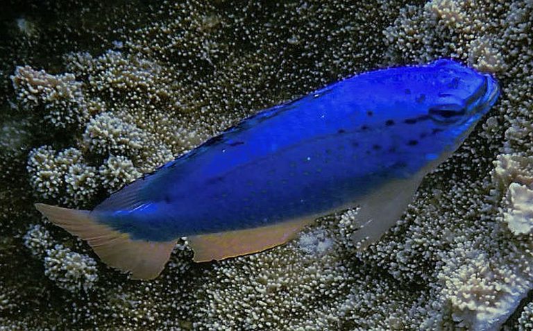 Fiji Blue Devil Damselfish (Chrysiptera taupou)