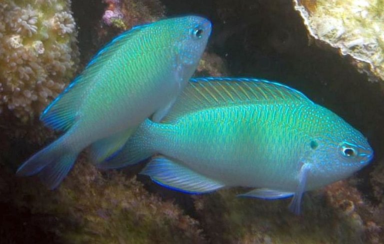 Sapphire Damselfish (Pomacentrus pavo)