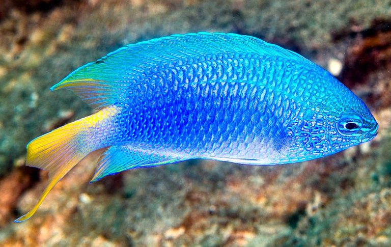 tropical fish keeping - Tropical Fish Keeping