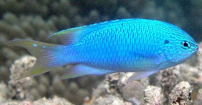 tropical fish keeping - Tropical Fish Keeping