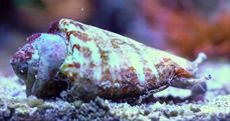 Tiger Conch (Conomurex luhanus) - Tropical Fish Keeping