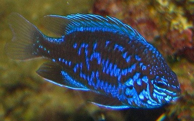 Blue Sapphire Damselfish (Chrysiptera cf. springeri) - Tropical Fish ...
