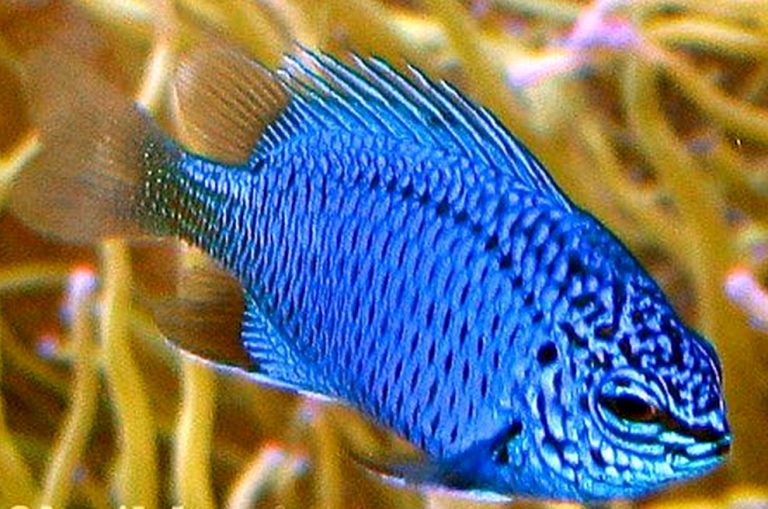 Blue Sapphire Damselfish (Chrysiptera cf. springeri) - Tropical Fish ...