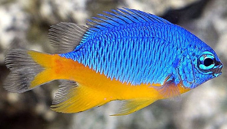 Azure Damselfish (Chrysiptera hemicyanea)