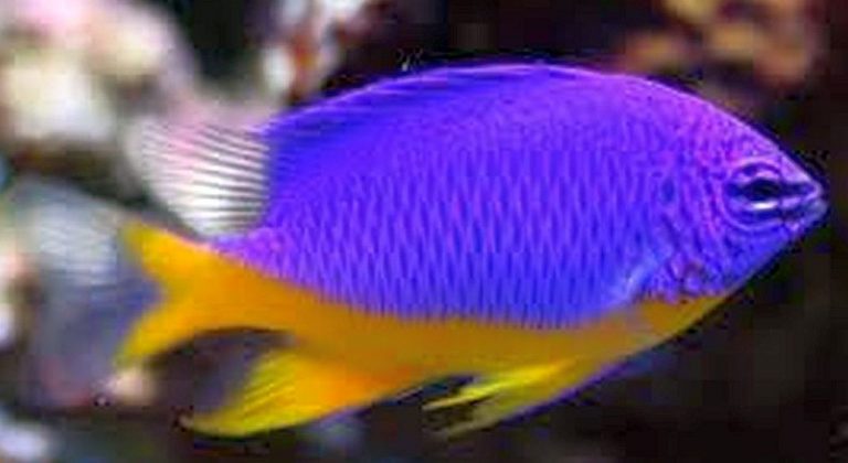 Azure Damselfish (Chrysiptera hemicyanea)