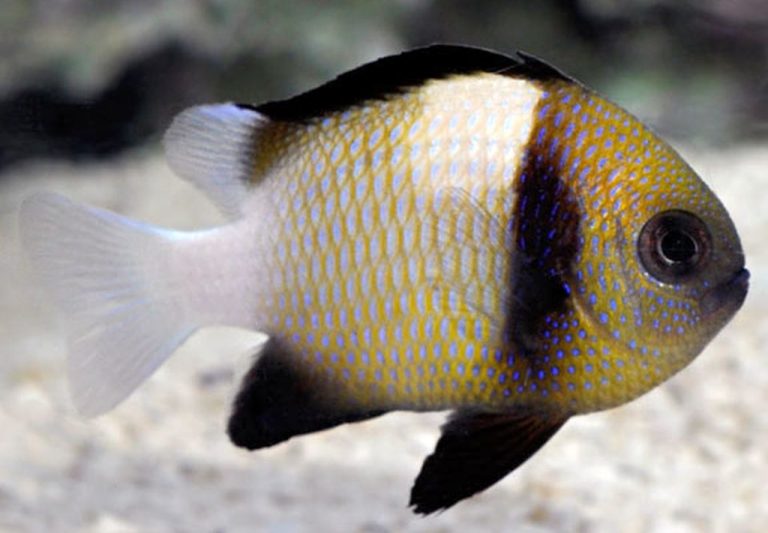 tropical fish keeping - Tropical Fish Keeping