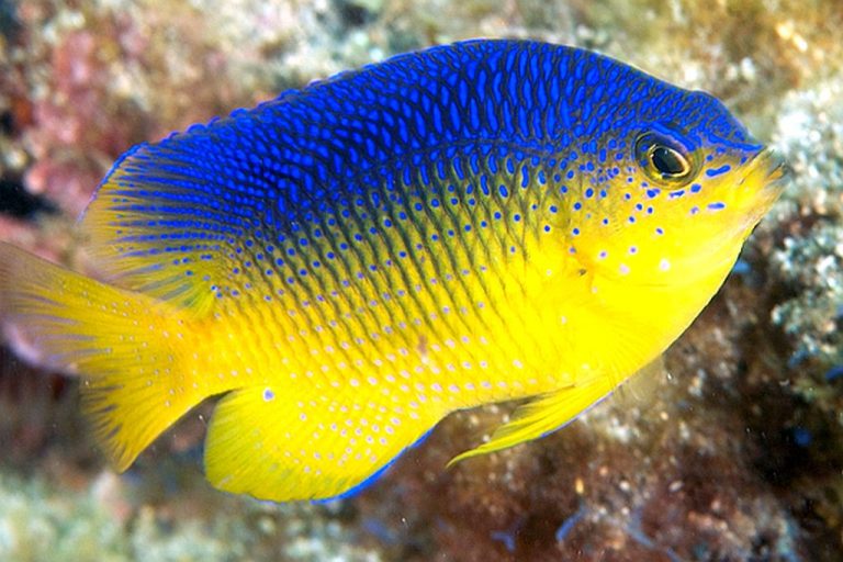 Cocoa Damselfish (Stegastes variabilis)