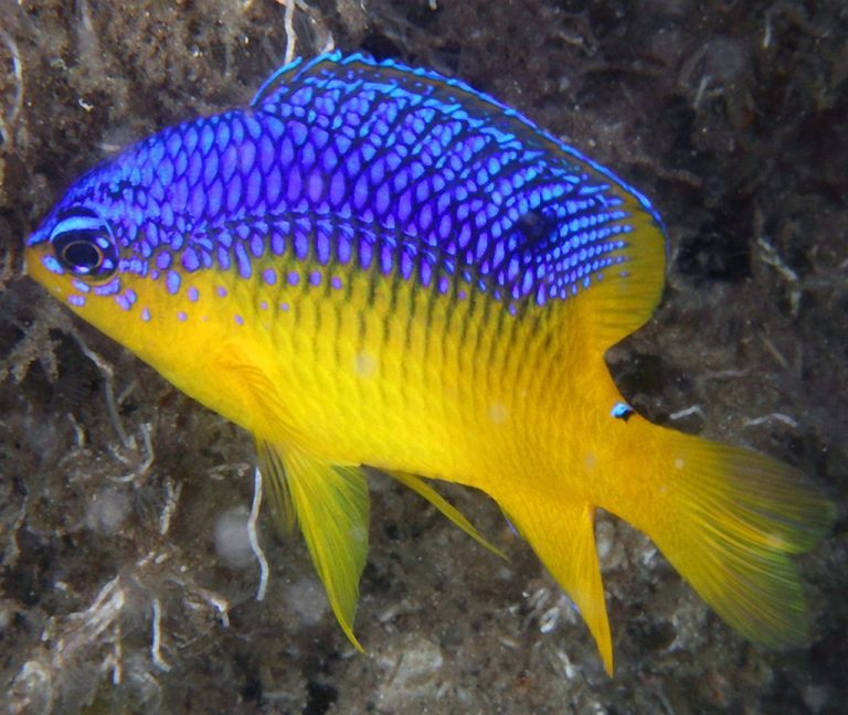 tropical fish keeping - Tropical Fish Keeping