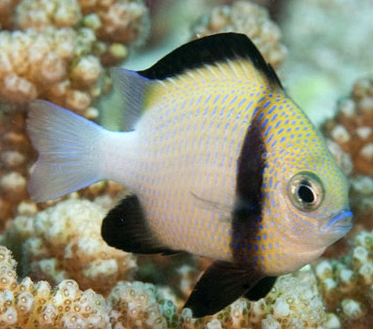 Cloudy Damselfish (Dascyllus carneus)