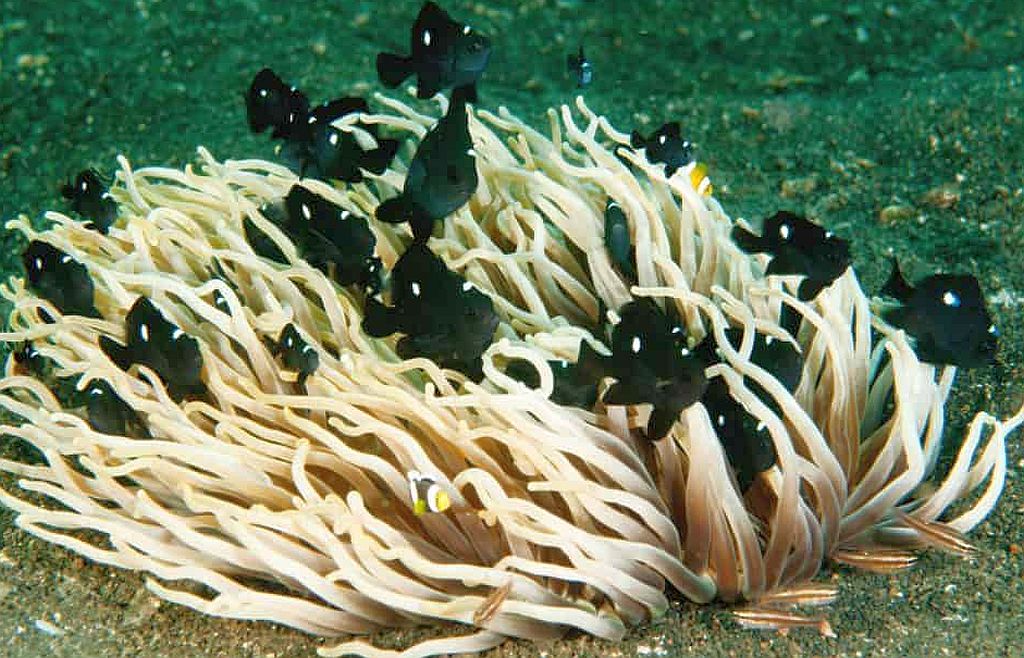 Domino Damselfish (Dascyllus trimaculatus)