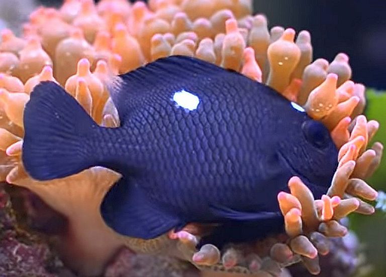 Domino Damselfish (Dascyllus trimaculatus)