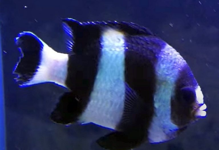 tropical fish keeping - Tropical Fish Keeping