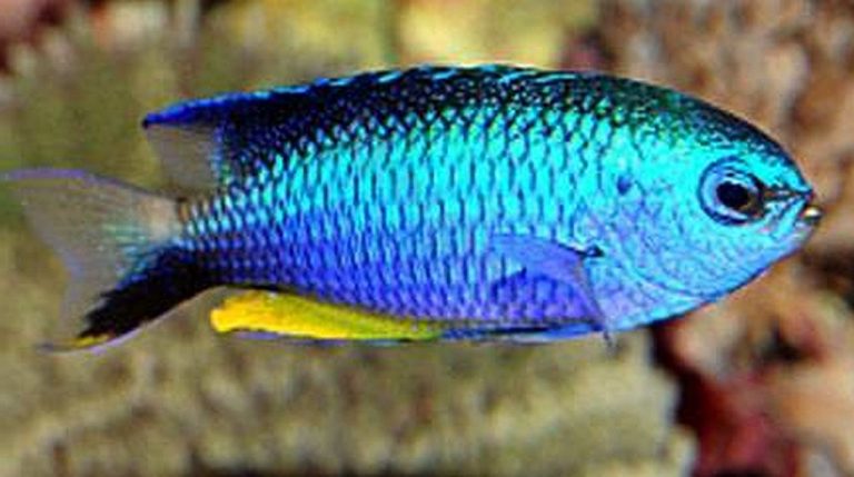 Neon Damselfish (Pomacentrus Alleni)