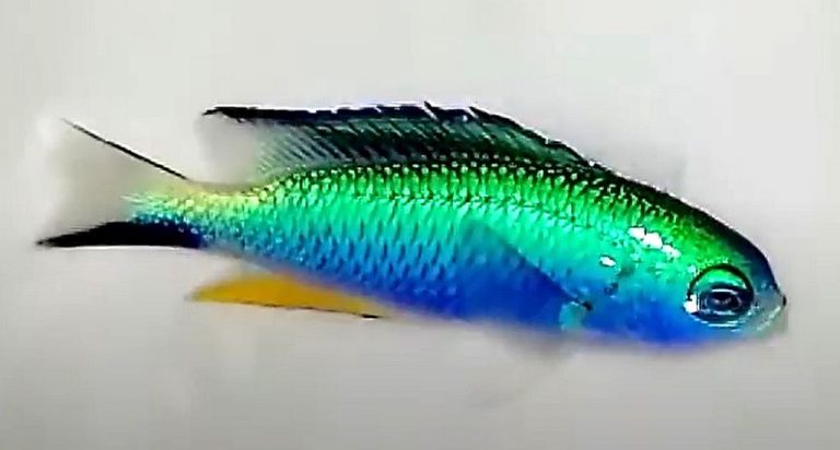 Neon Damselfish (Pomacentrus Alleni)