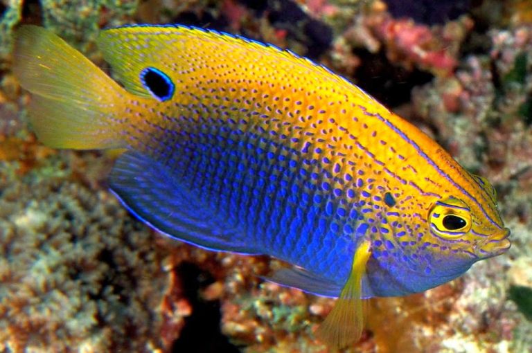 tropical fish keeping - Tropical Fish Keeping