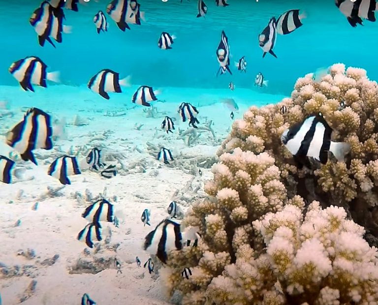 tropical fish keeping - Tropical Fish Keeping