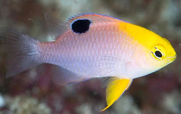 Talbot's Damselfish (Chrysiptera talboti)