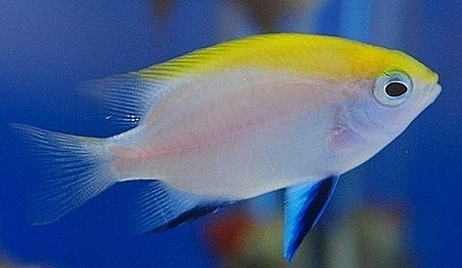 Bluefin Damselfish (Neoglyphidodon melas)