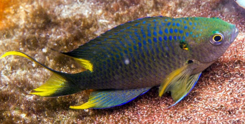 tropical fish keeping - Tropical Fish Keeping