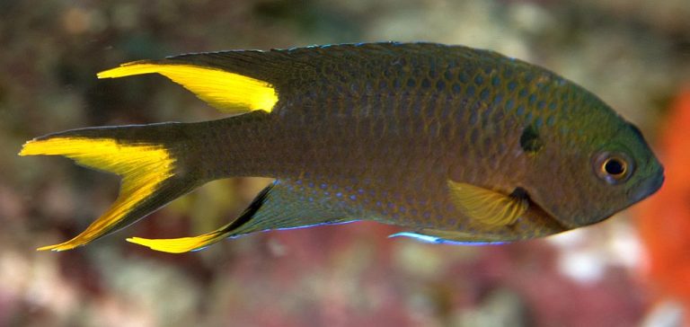 Regal Damselfish (Neopomacentrus cyanomos)
