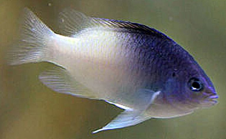Rolland’s Damselfish (Chrysiptera rollandi)