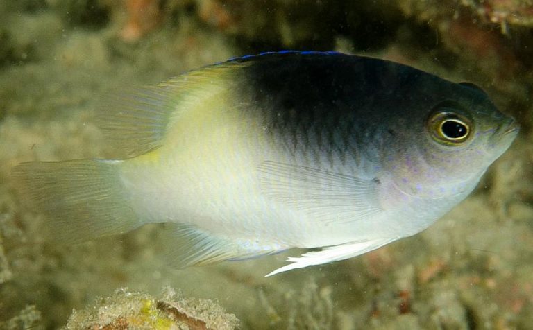 Rolland’s Damselfish (Chrysiptera rollandi)
