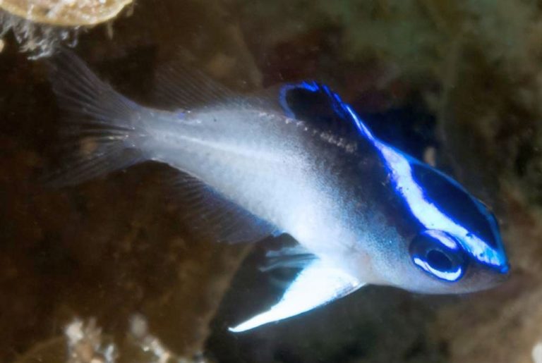 Rolland’s Damselfish (Chrysiptera rollandi)
