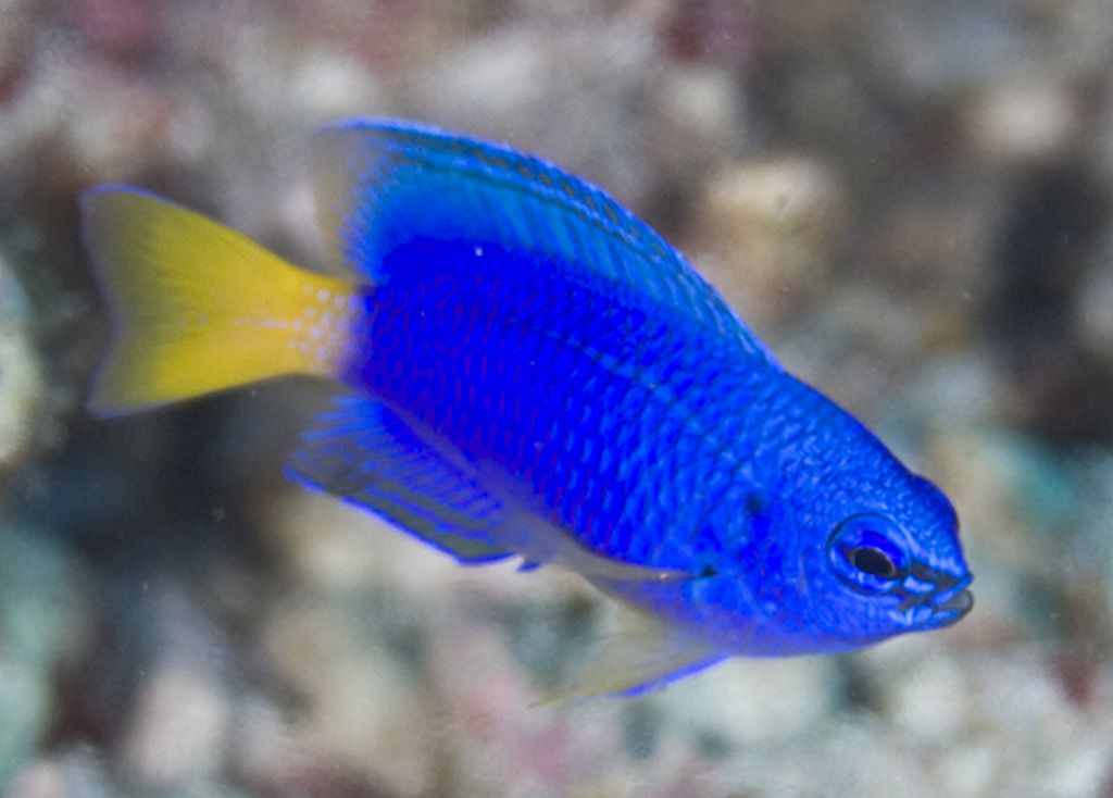 Similar Damselfish (Pomacentrus similis)