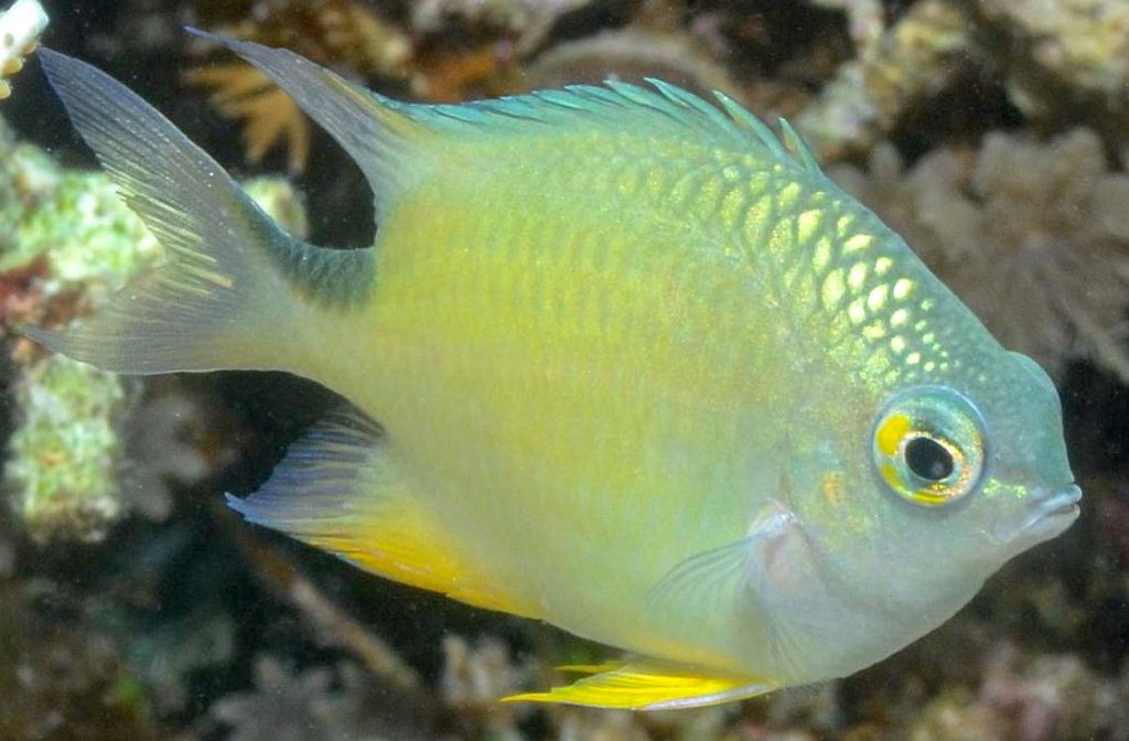 Ternate Damselfish (Amblyglyphidodon ternatensis)