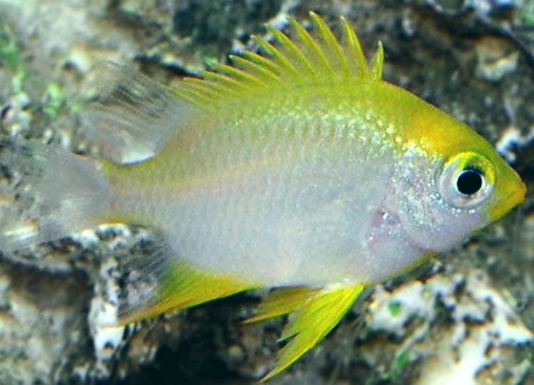 tropical fish keeping - Tropical Fish Keeping