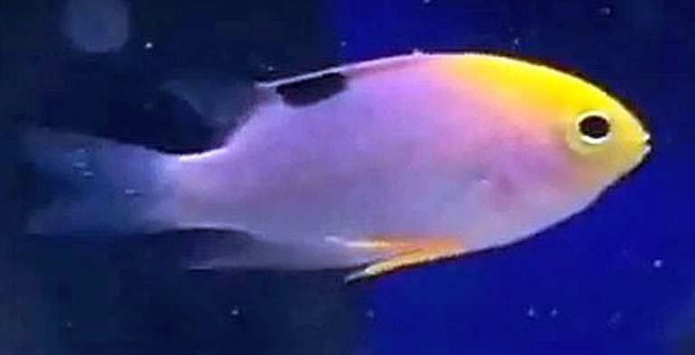 Talbot's Damselfish (Chrysiptera talboti)