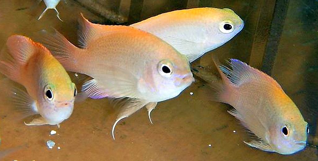 Pink Smith Damselfish (Pomacentrus smithi)