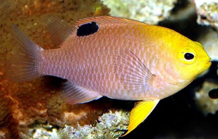Talbot's Damselfish (Chrysiptera talboti)