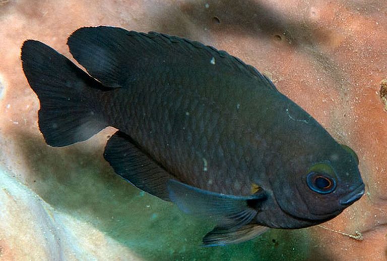 tropical fish keeping - Tropical Fish Keeping