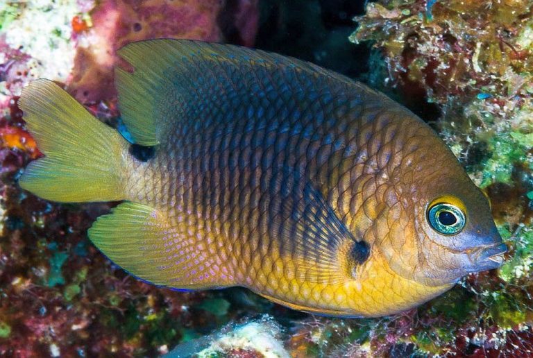 Threespot Damselfish (Stegastes planifrons)