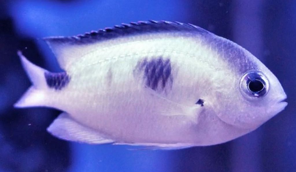 Corazon’s Damselfish (Pomacentrus vatosoa)