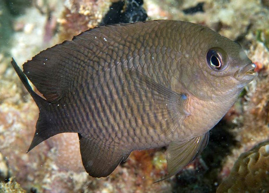 tropical fish keeping - Tropical Fish Keeping