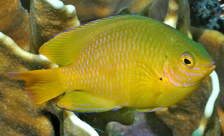 Lemon Damselfish (Pomacentrus moluccensis)