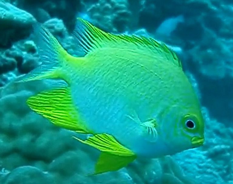 Lemon Damselfish (Pomacentrus moluccensis)