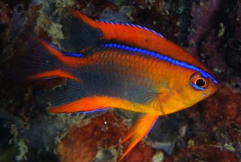 Red Honey Damselfish (Neoglyphidodon crossi)