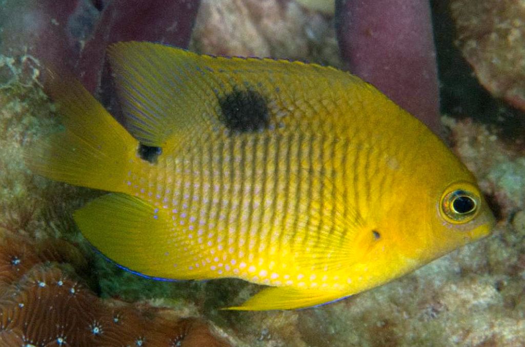 Threespot Damselfish (Stegastes planifrons)
