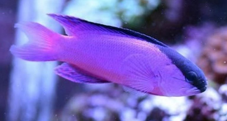 Black Cap Basslet (Gramma melacara)