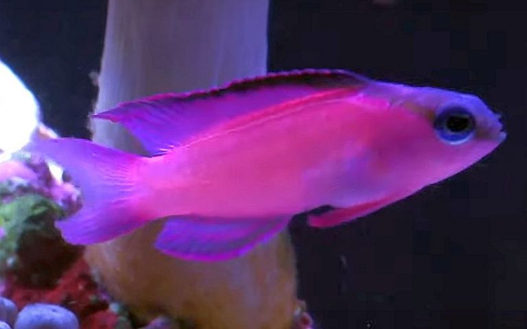 Black Cap Basslet (Gramma melacara)