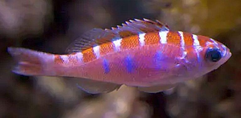 Chalk Basslet (Serranus tortugarum)