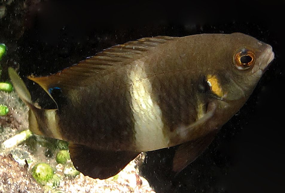Surge Damselfish (Chrysiptera brownriggii)